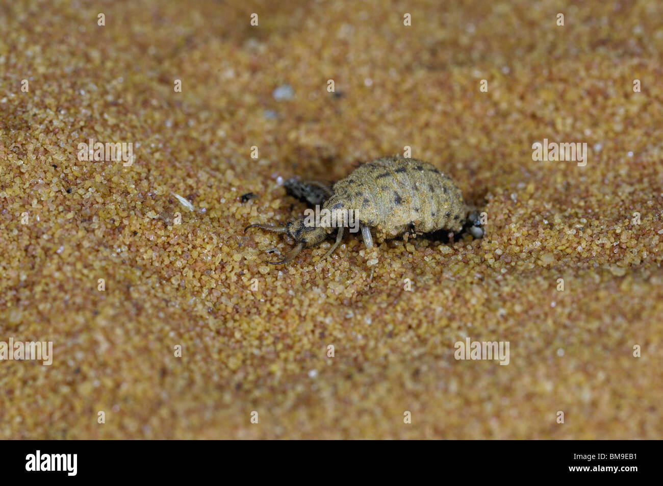 Ant-lion larva (Distoleon sp) at the bottom of its sand pit trap ...