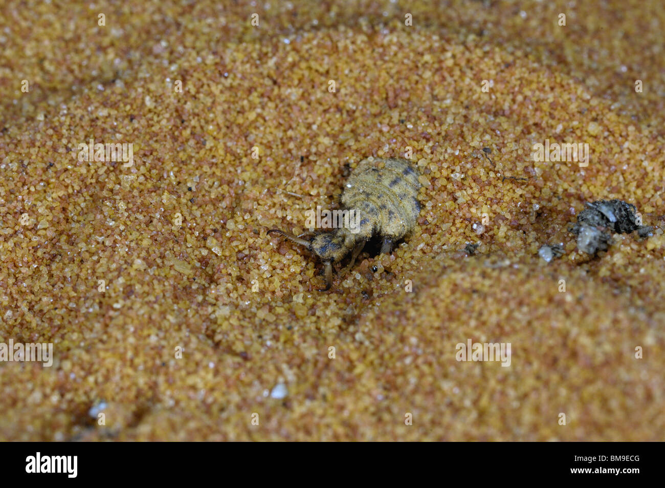 Antlion larva hi-res stock photography and images - Alamy