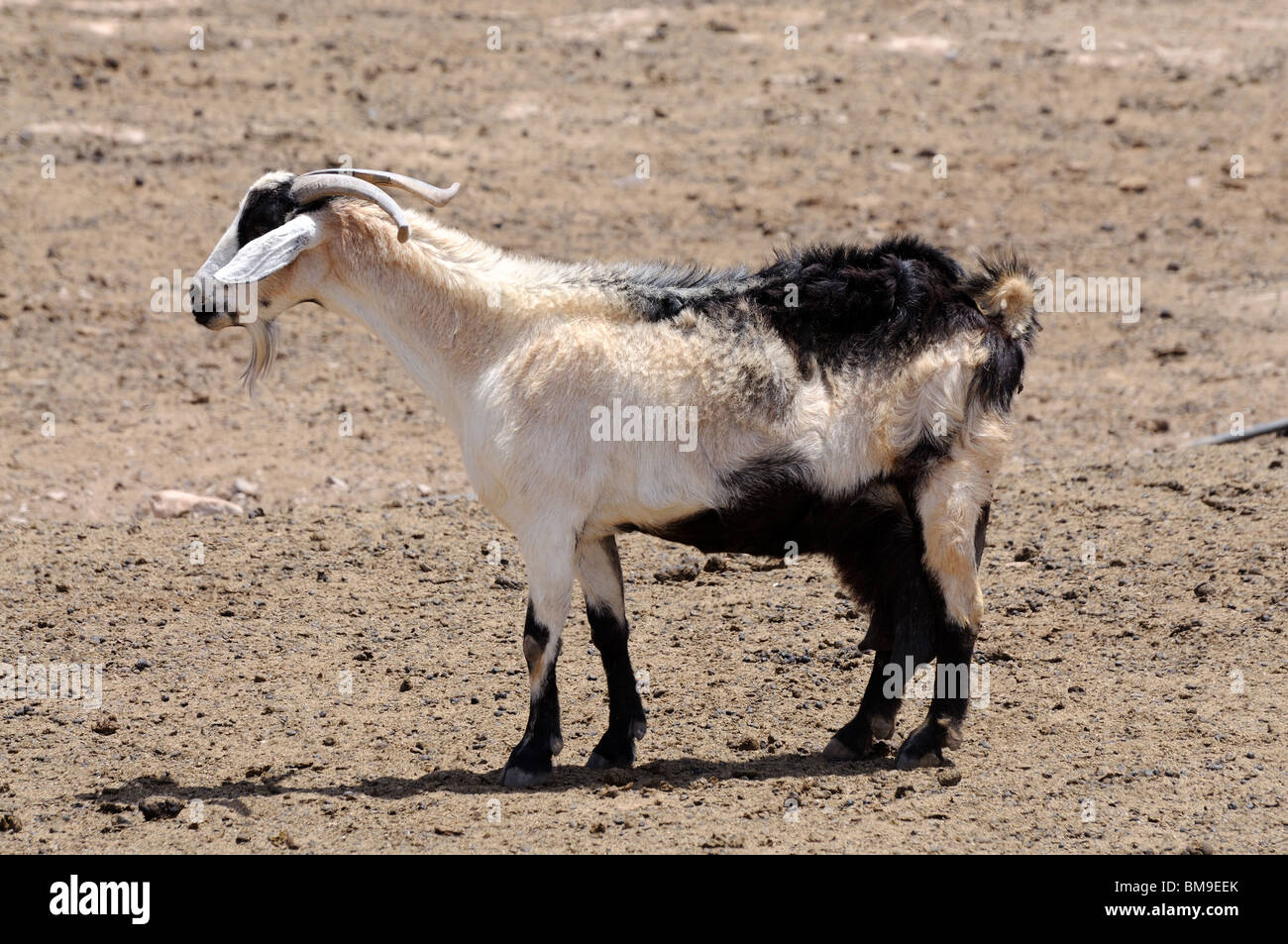 Goat farming spain hi-res stock photography and images - Alamy