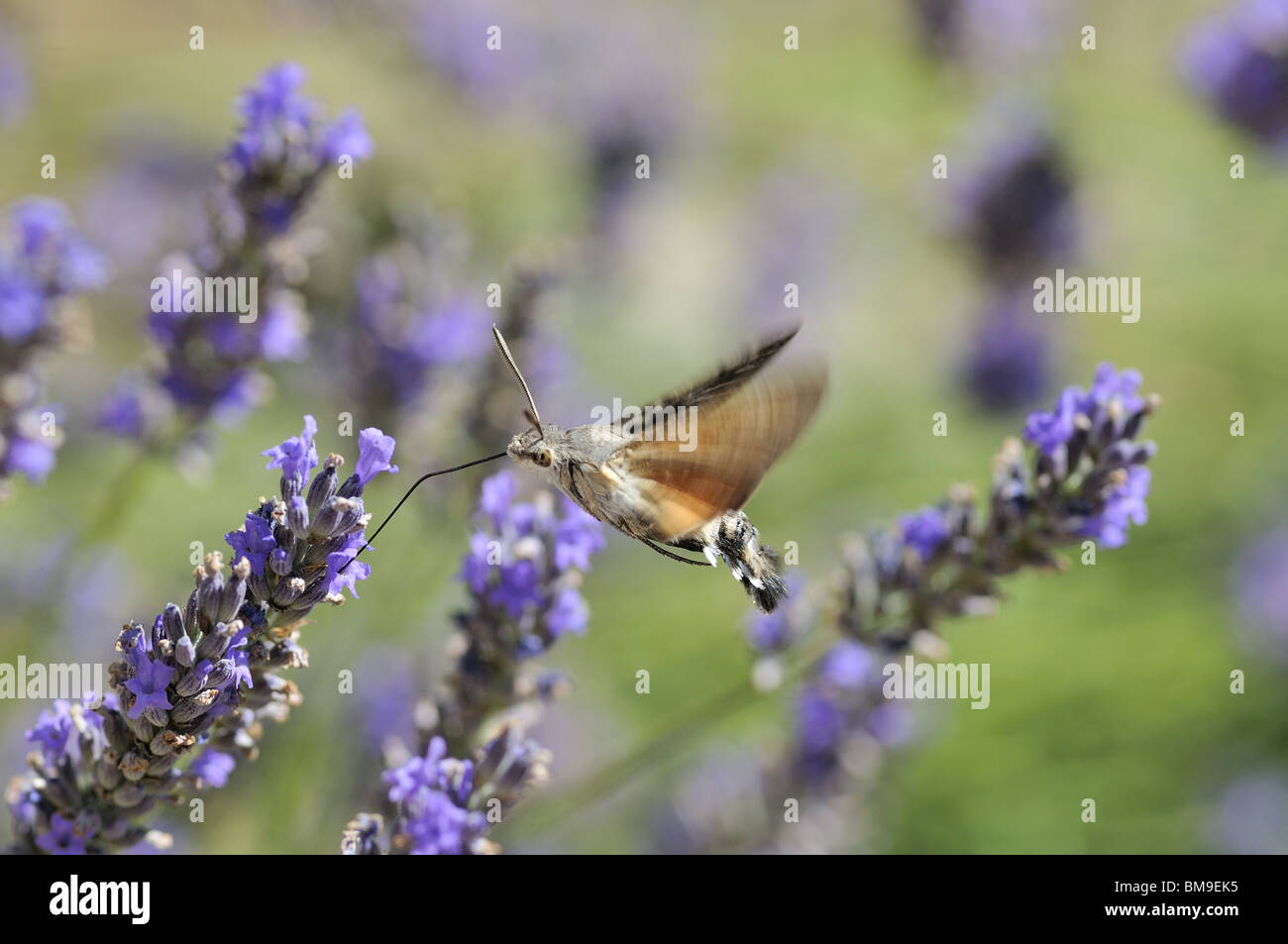 Hummingbird hawk-moth (also Olive bee hawk-moth) gathering nectar on ...