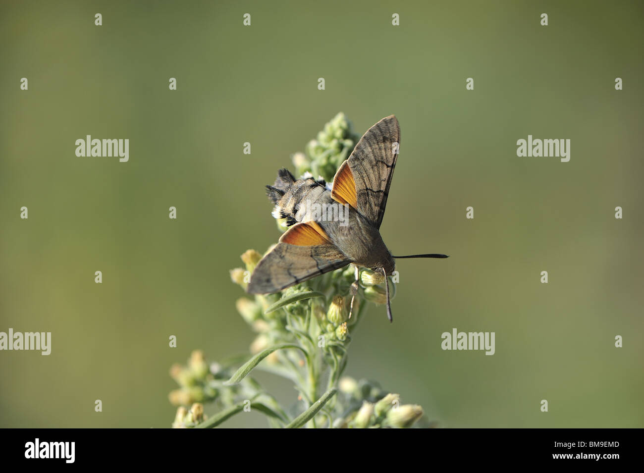Hummingbird hawk-moth (also Olive bee hawk-moth) on flower warming in ...