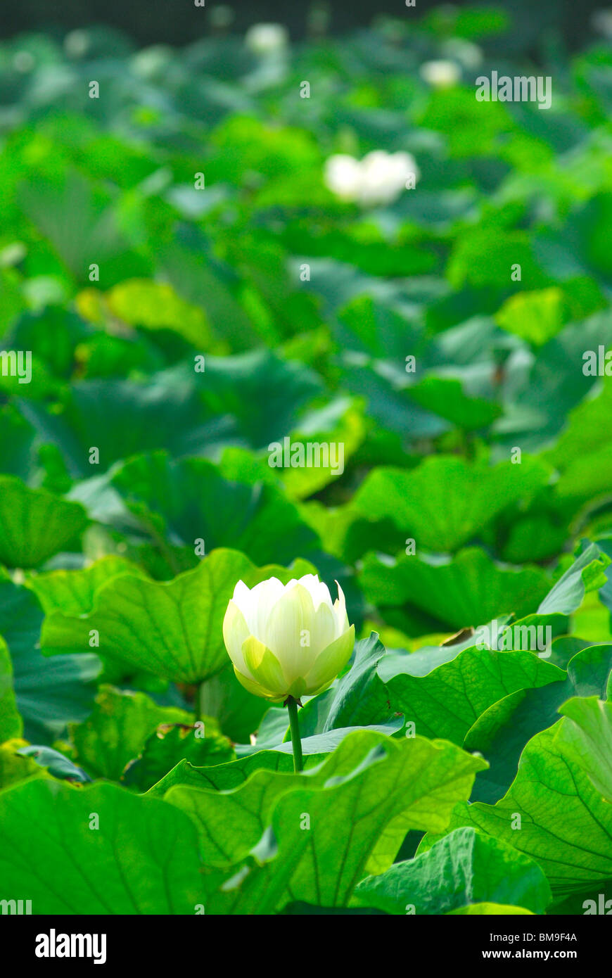Lotus flower, Kamakura city, Kanagawa prefecture, Japan Stock Photo - Alamy