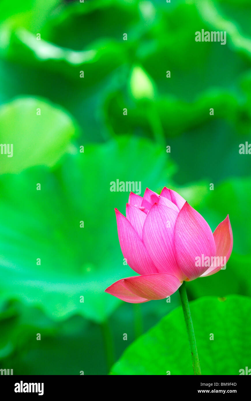 Lotus flower, Kamakura city, Kanagawa prefecture, Japan Stock Photo - Alamy