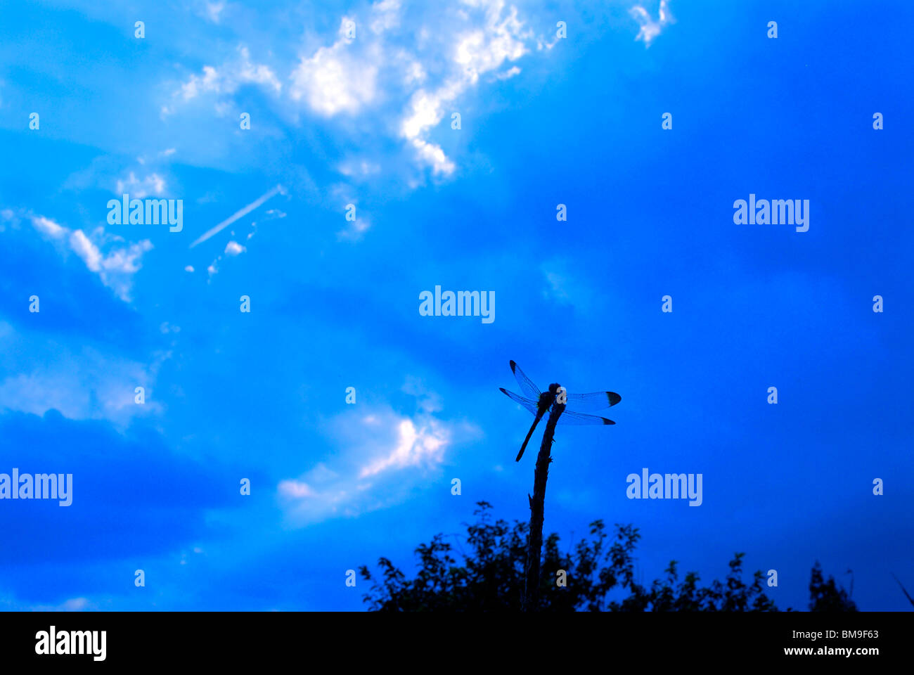 Silhouette of dragonfly perching on plant, Hayama town, Kanagawa ...