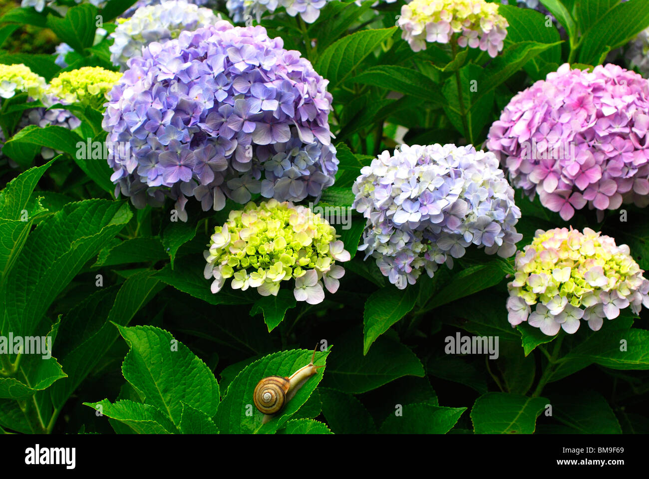 Snail on leaf of hydrangea flowers, Hayama town, Kanagawa prefecture ...
