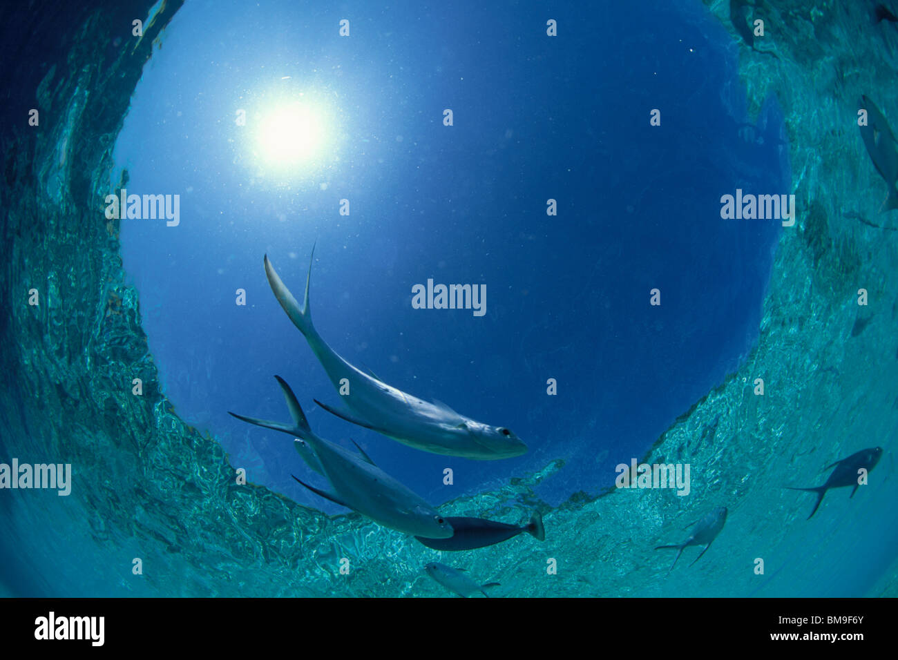 Pompano fish, fish-eye lens, Maldives Stock Photo - Alamy