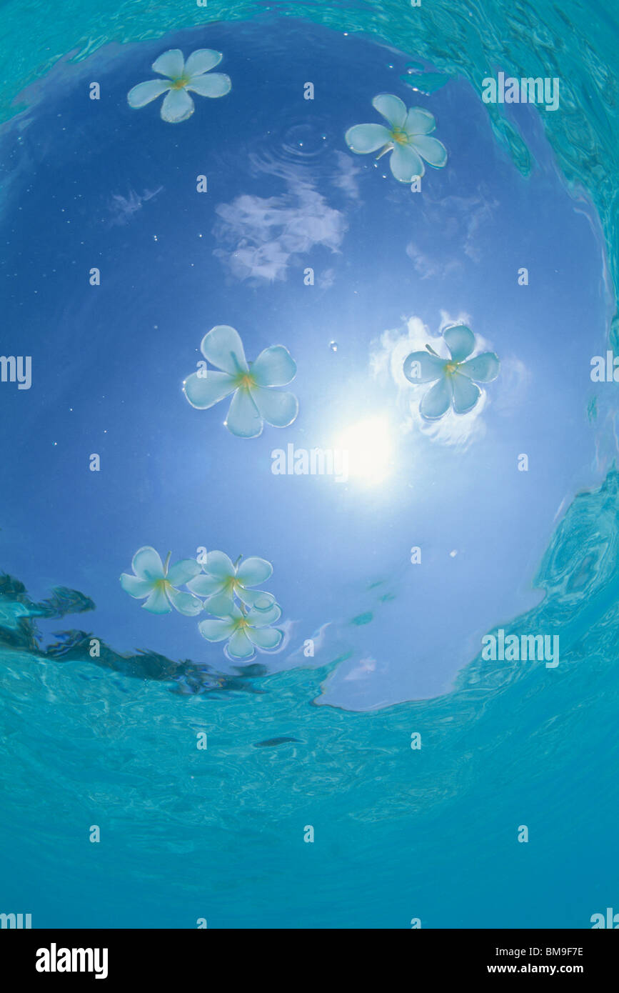 Plumeria flowers floating on sea, Maldives Stock Photo - Alamy