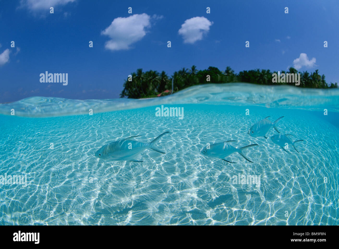 Pompano underwater hi-res stock photography and images - Alamy