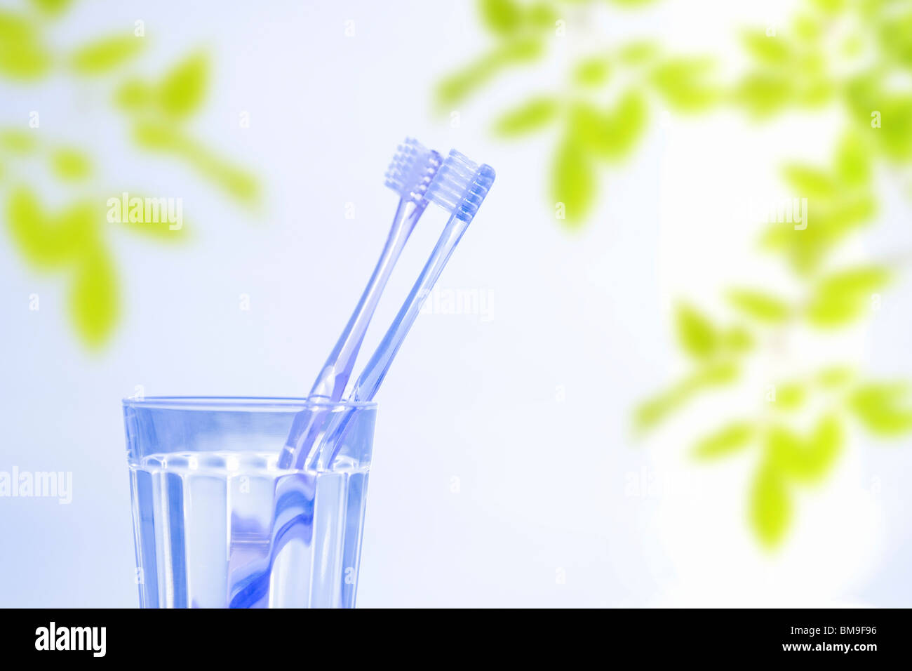 Toothbrushes in glass, white background, differential focus Stock Photo ...