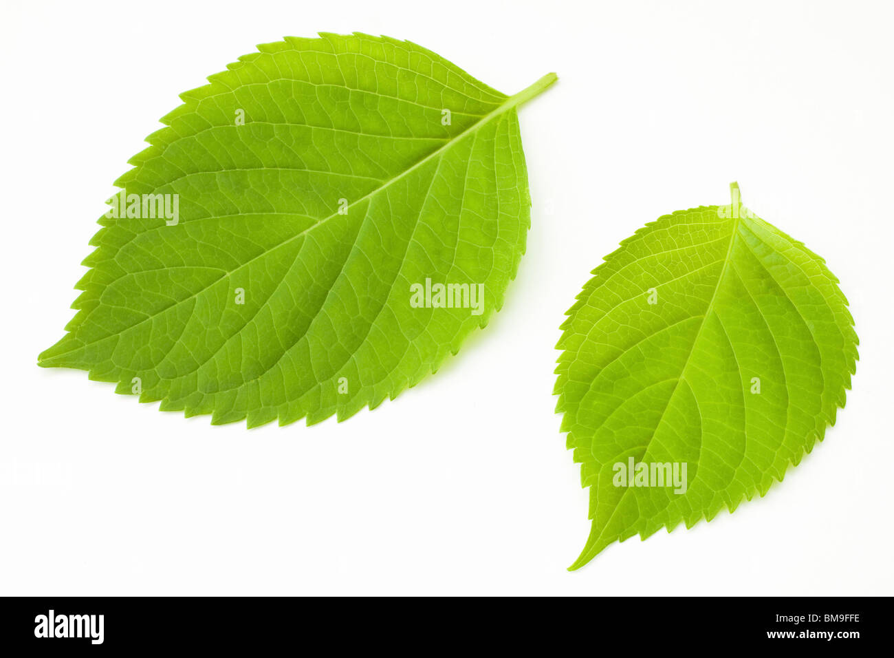 Two green leaves on white background, close up Stock Photo - Alamy
