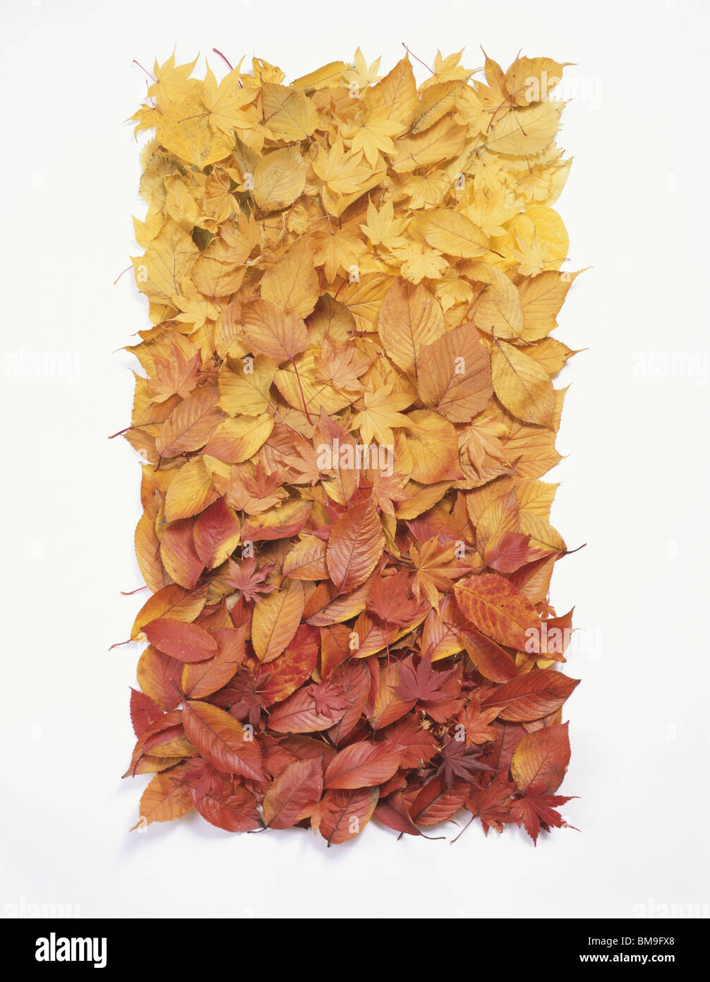 Maples Group High Resolution Stock Photography and Images - Alamy