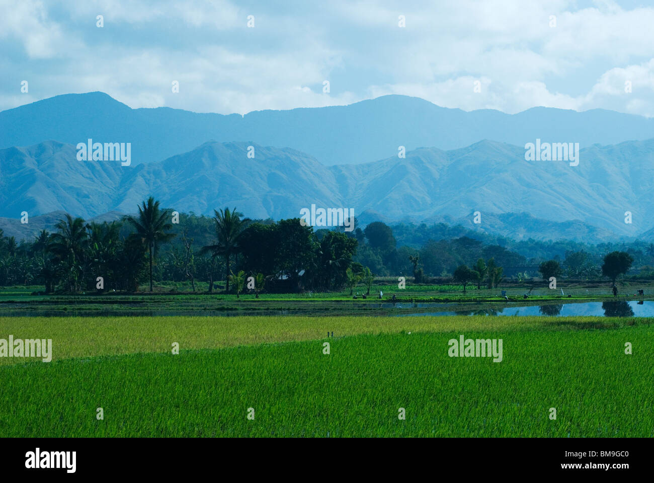 rice field with mountains in the backround Stock Photo - Alamy