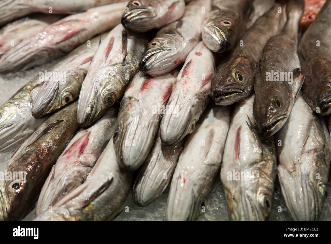 Fresh fish on the market Stock Photo - Alamy