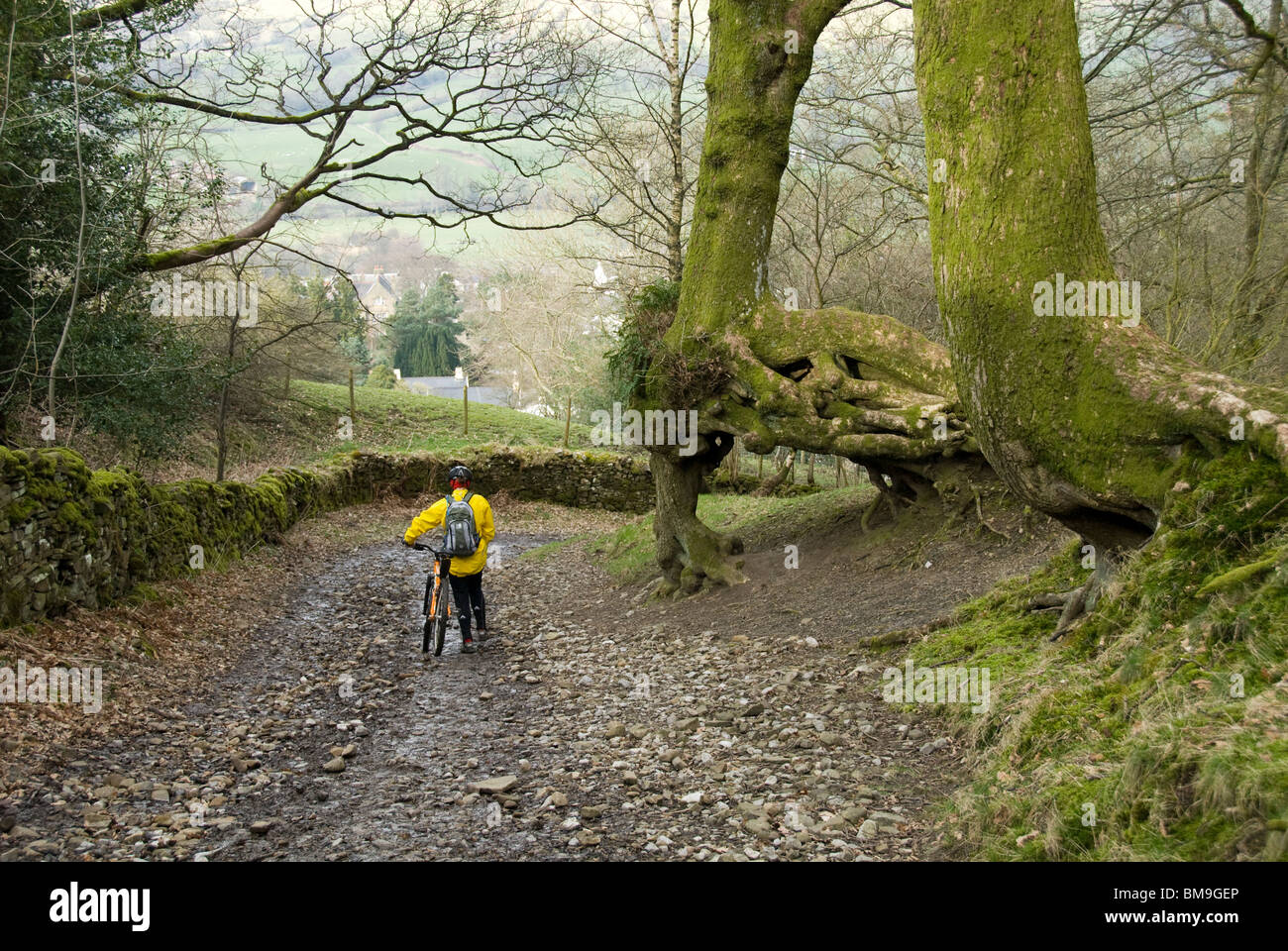 The Wishing Tree at Dent village, Yorkshire Dales National Park ...