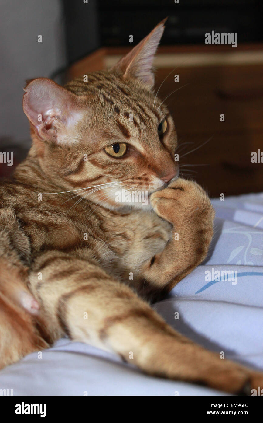 Thinking cat hi-res stock photography and images - Alamy