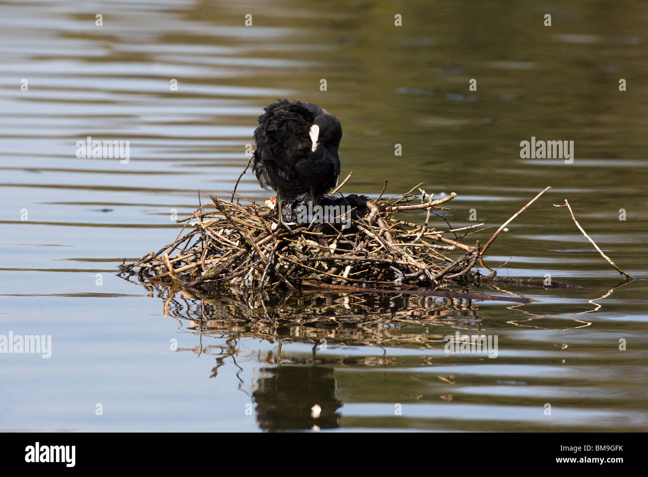 Female Coot preening on newly made nest prior to laying Stock Photo - Alamy