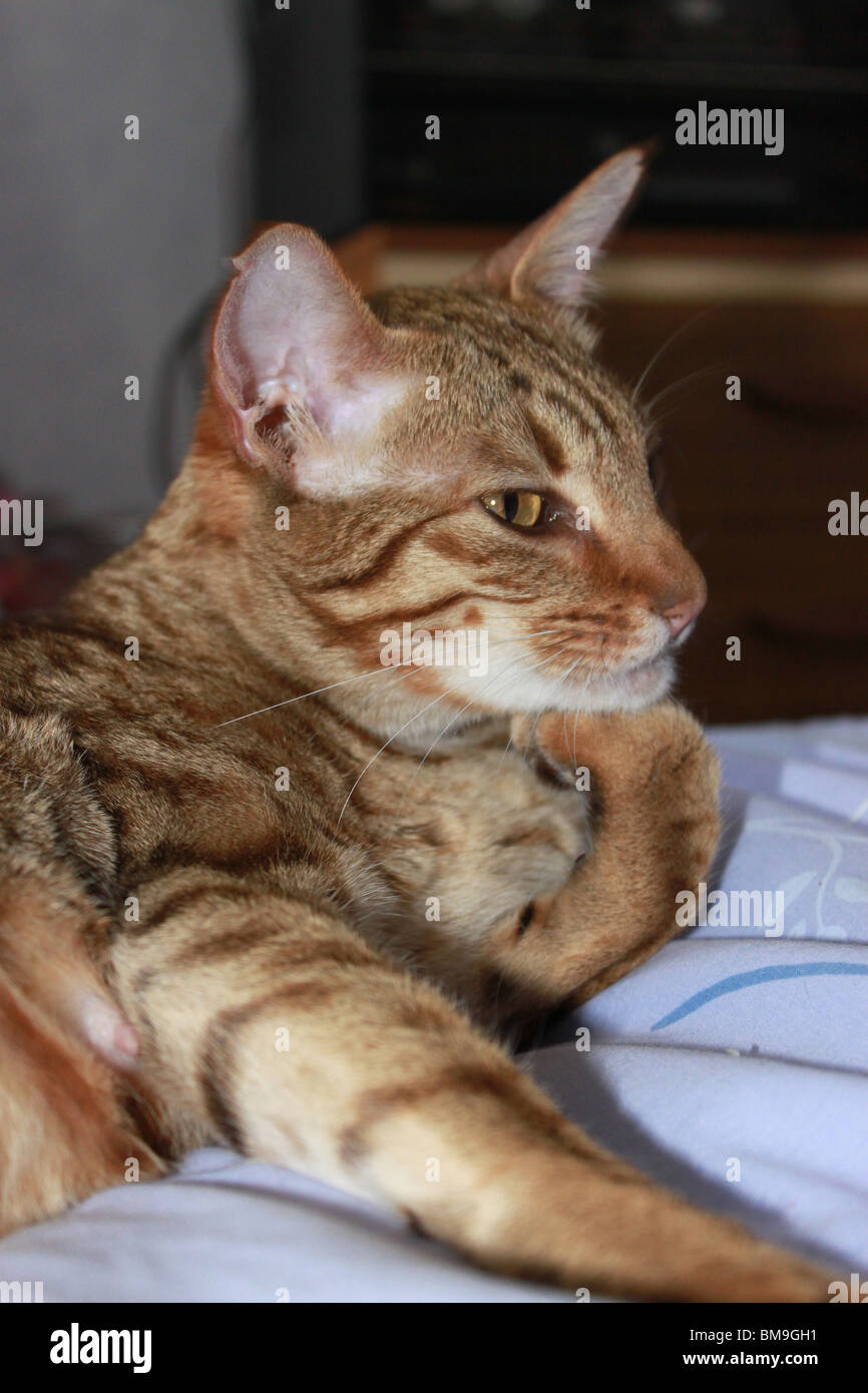 Chocolate tabby cat hi-res stock photography and images - Alamy