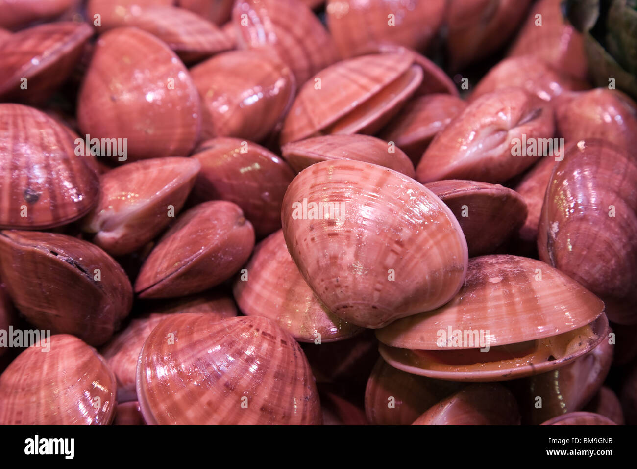 Fresh shell on the market Stock Photo - Alamy