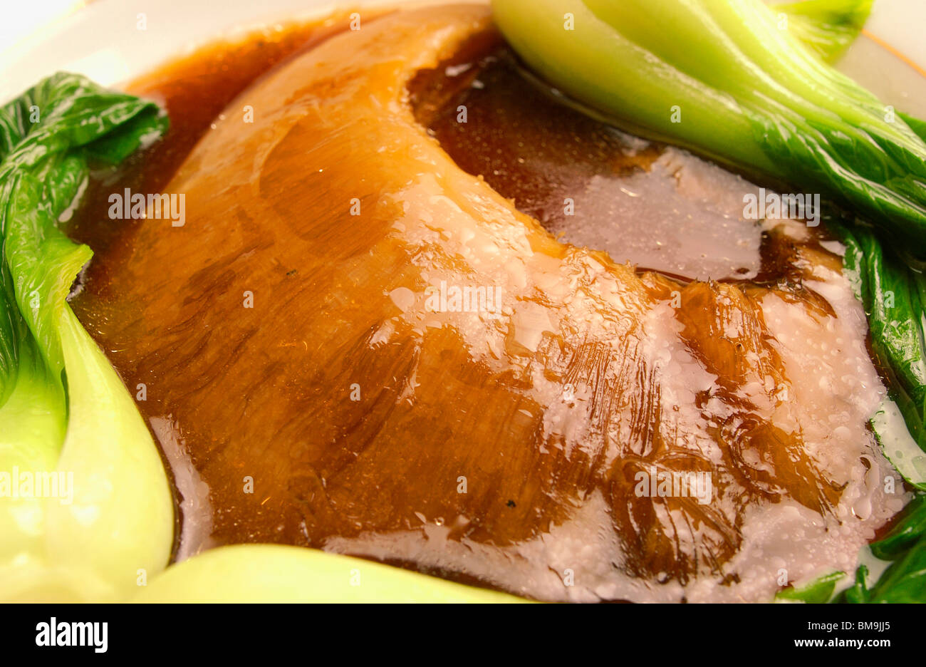 Chinese high fin shark hi-res stock photography and images - Alamy