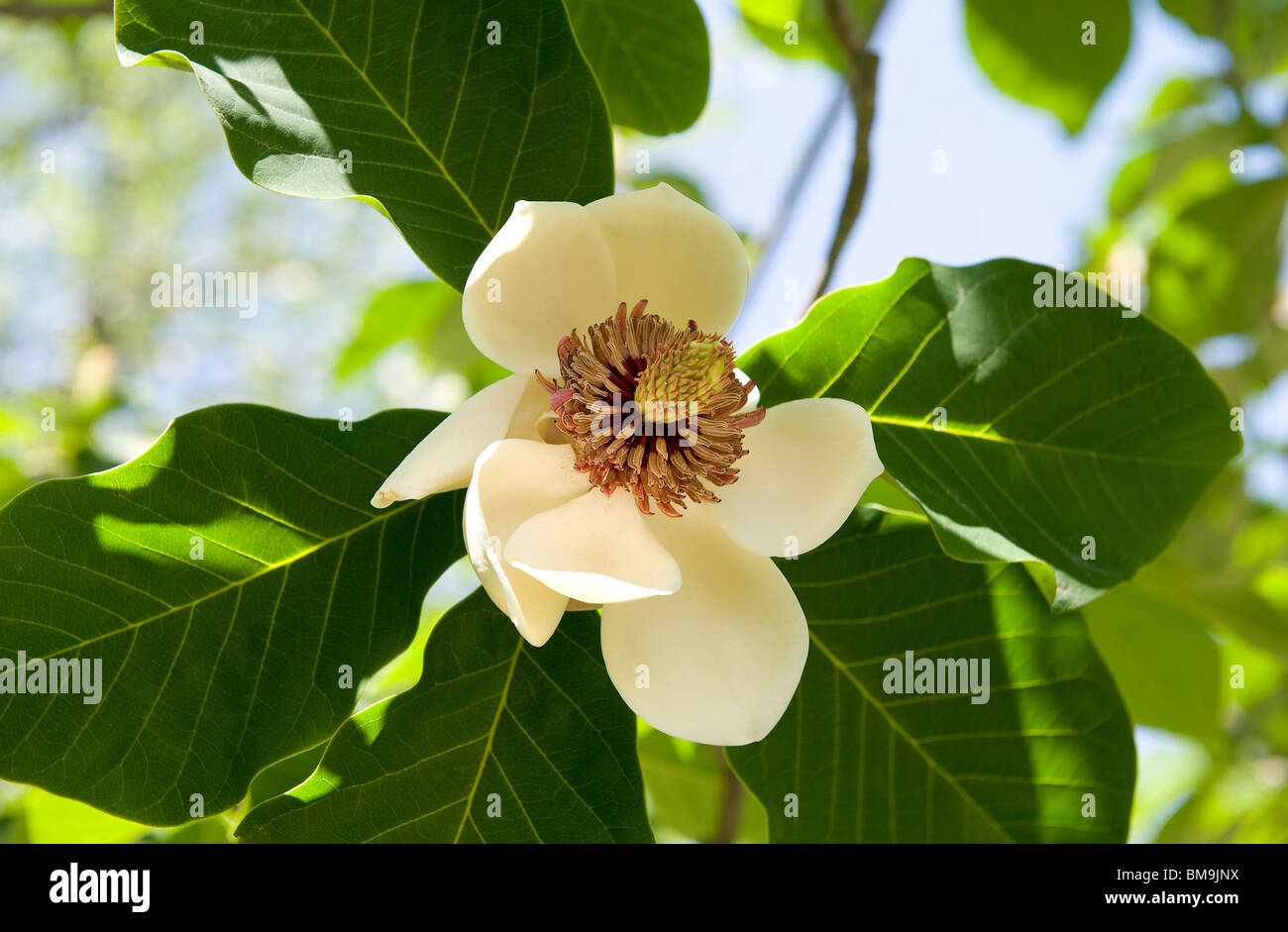 Magnoliaceae flower hi-res stock photography and images - Alamy