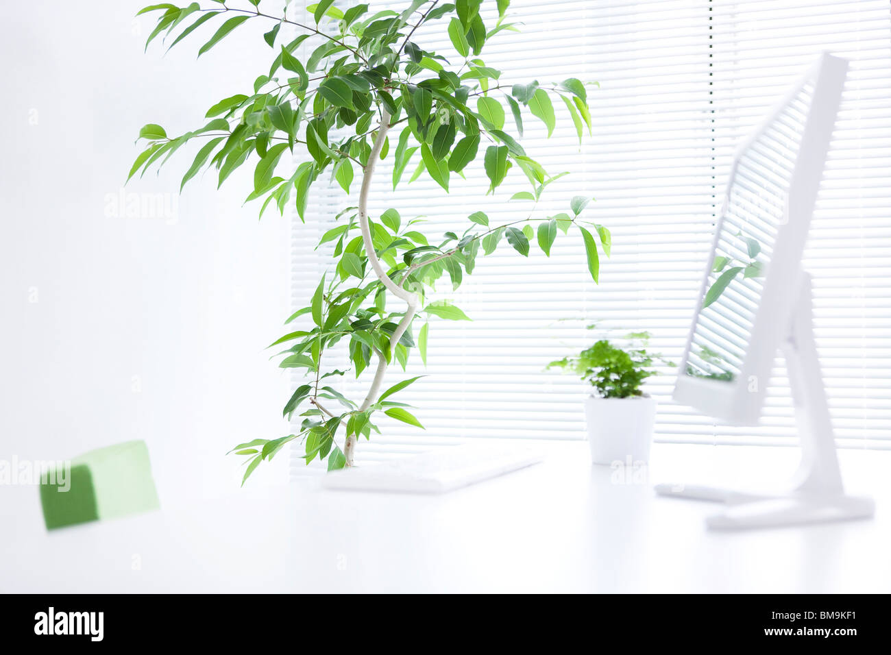 Computer monitor potted plant hi-res stock photography and images - Alamy