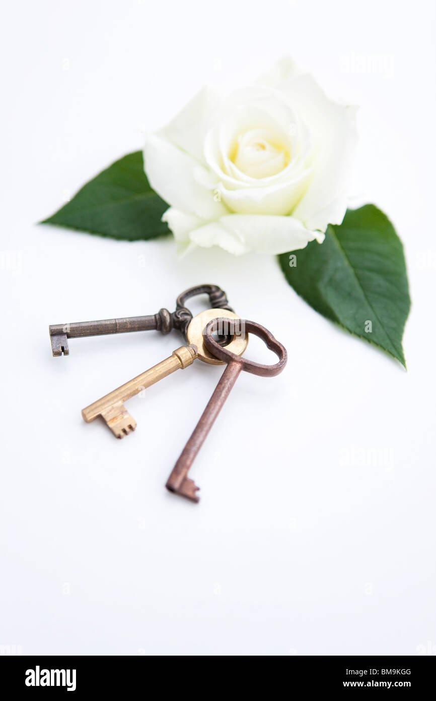 White rose and keys on white background Stock Photo - Alamy