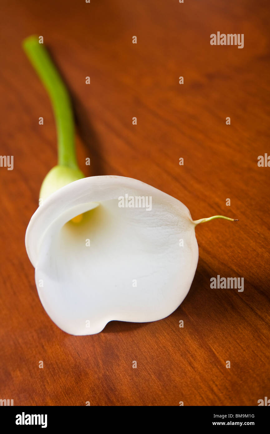 Single white lily hi-res stock photography and images - Alamy