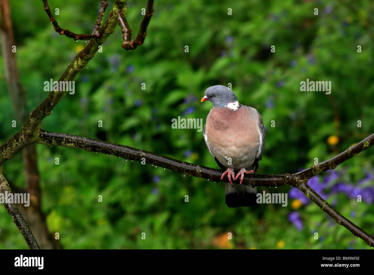 Pigeon flowers hi-res stock photography and images - Alamy