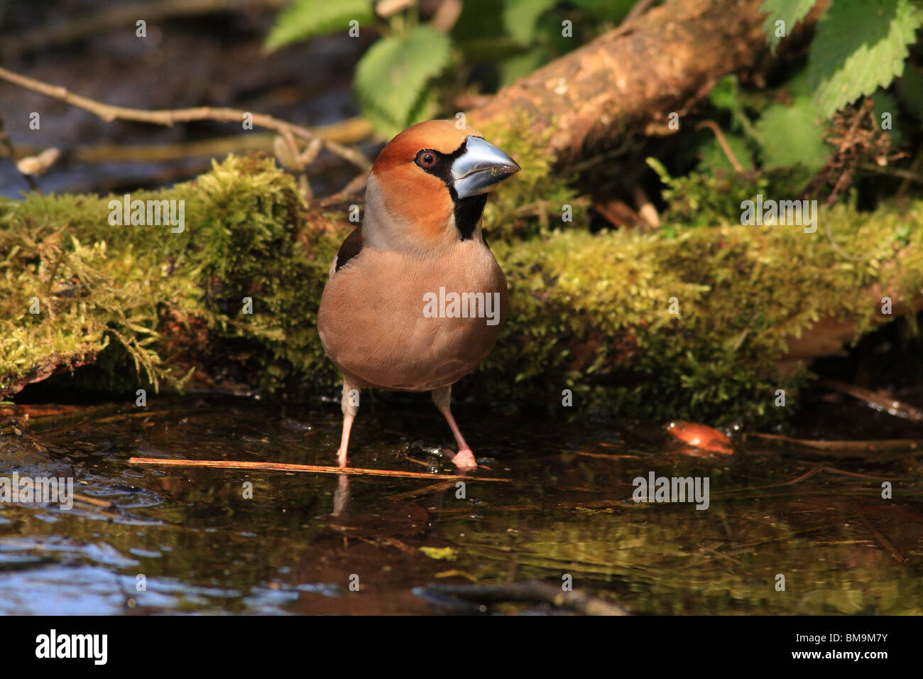 Hawfinch bill hi-res stock photography and images - Alamy