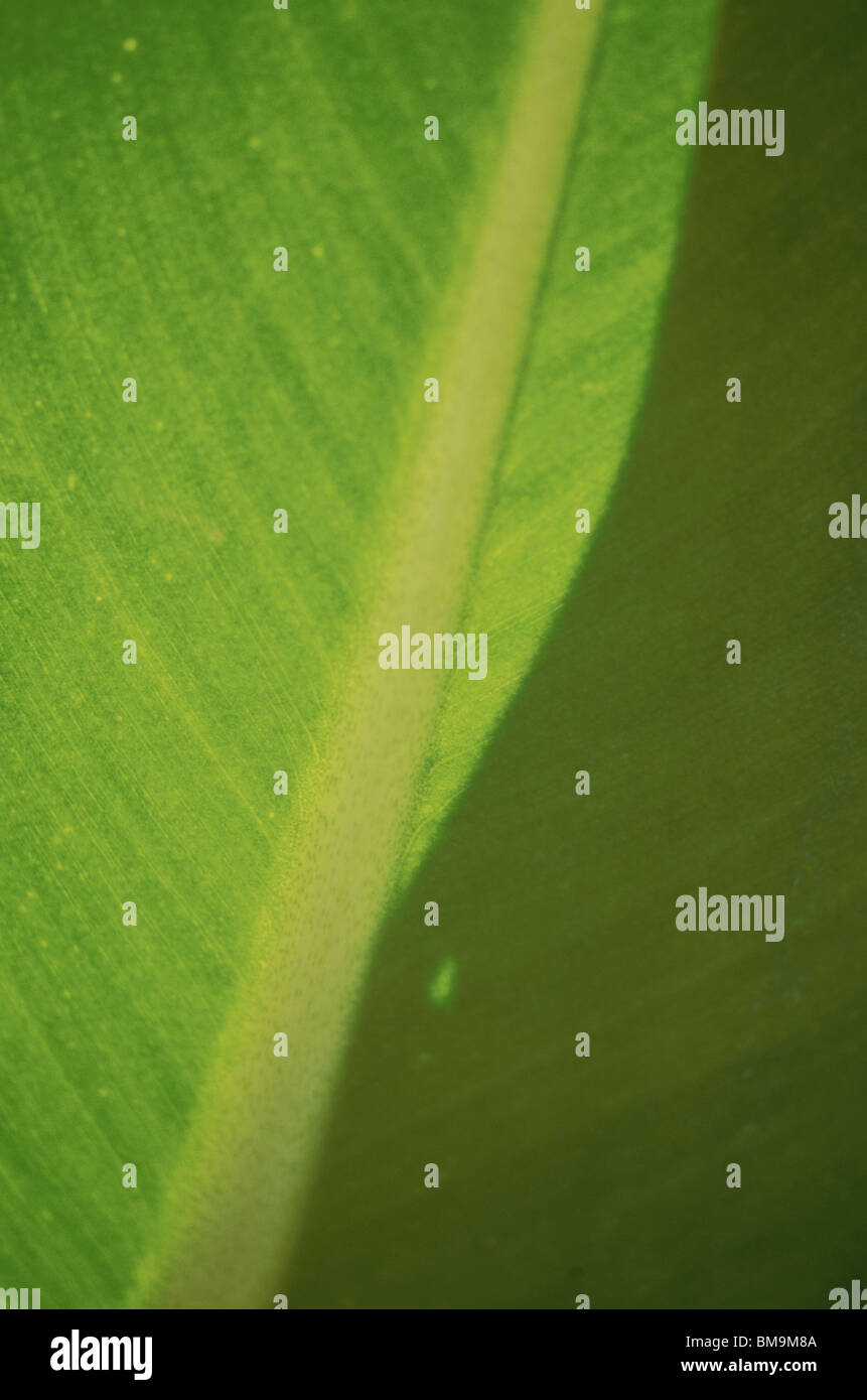 Vertical leaf frames hi-res stock photography and images - Alamy