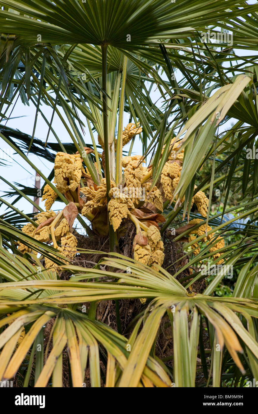Trachycarpus fortunei fruit hi-res stock photography and images - Alamy