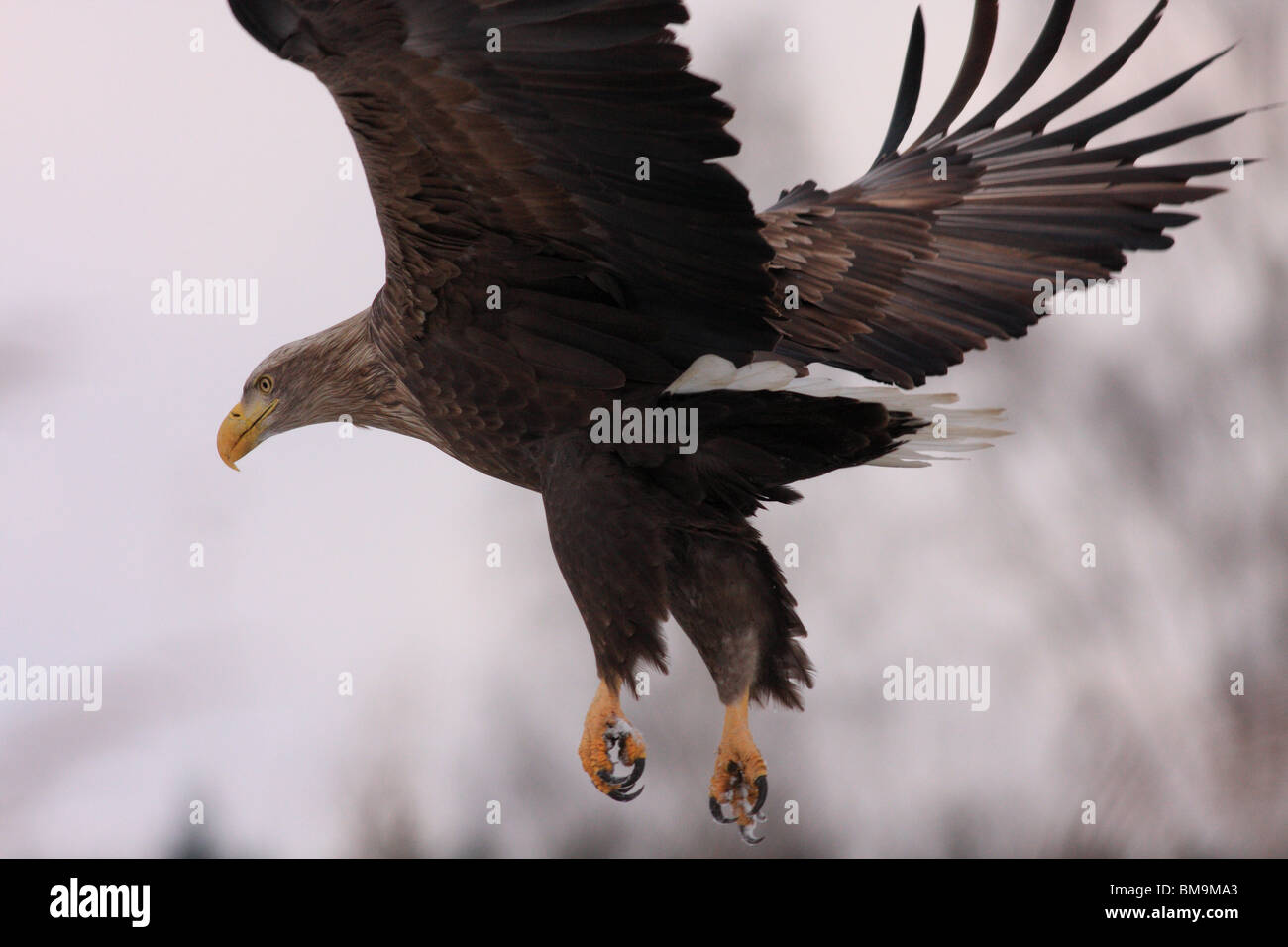 White-tailed eagle in flight Stock Photo - Alamy