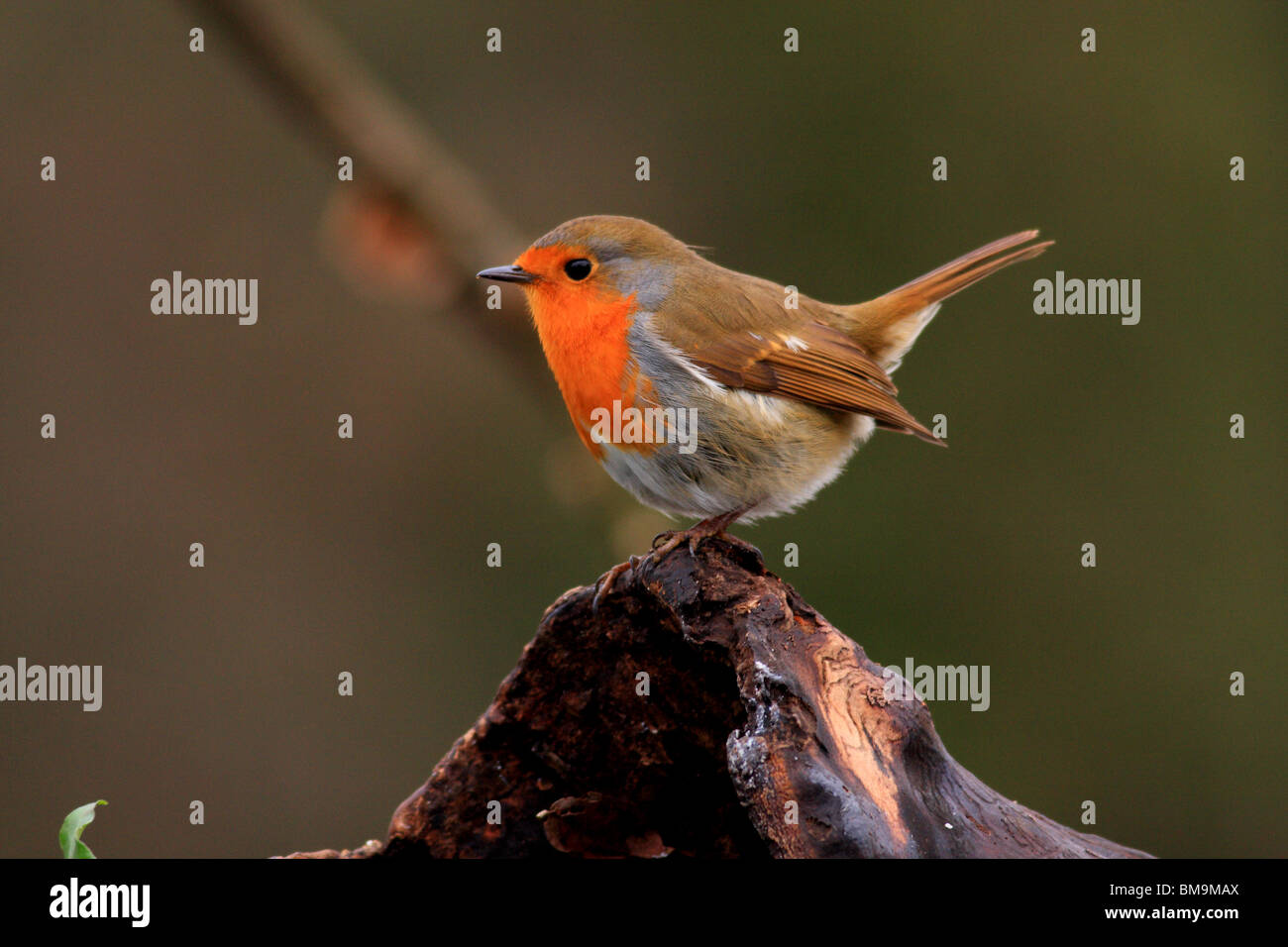 Robin with insects hi-res stock photography and images - Alamy