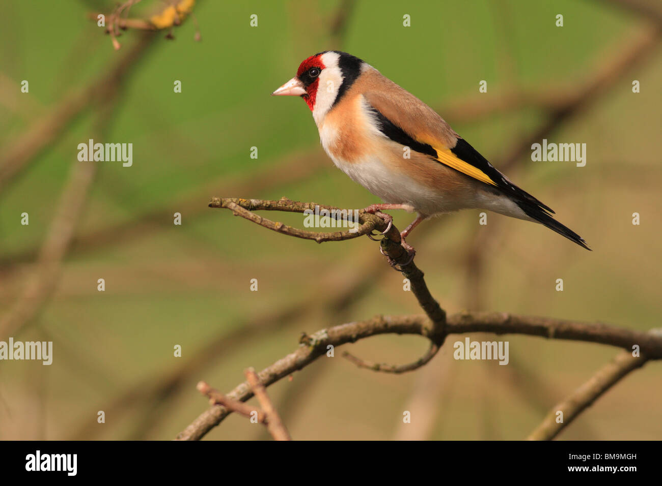 Goldfinch resting hi-res stock photography and images - Alamy