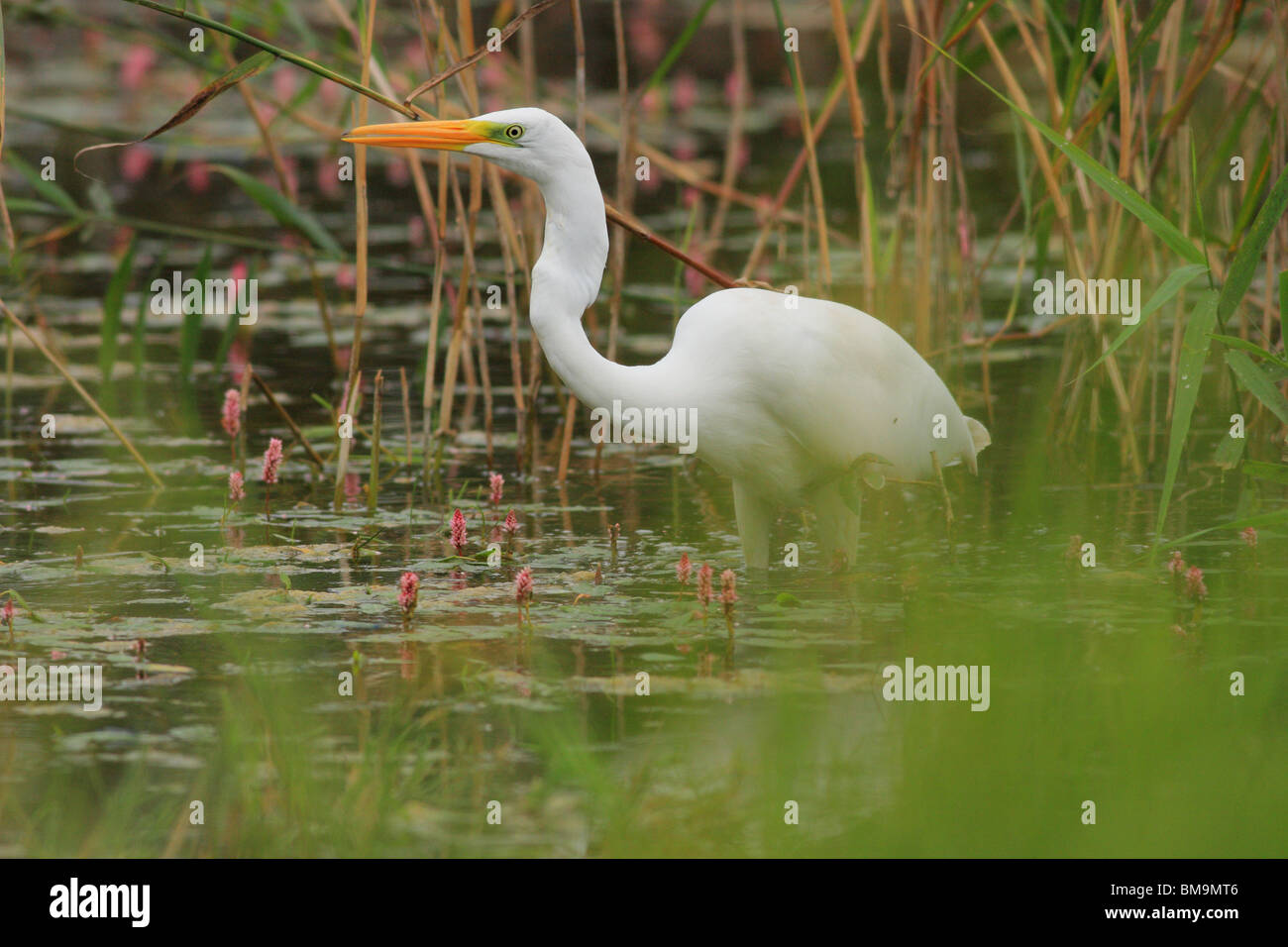 Aigrette hi-res stock photography and images - Alamy