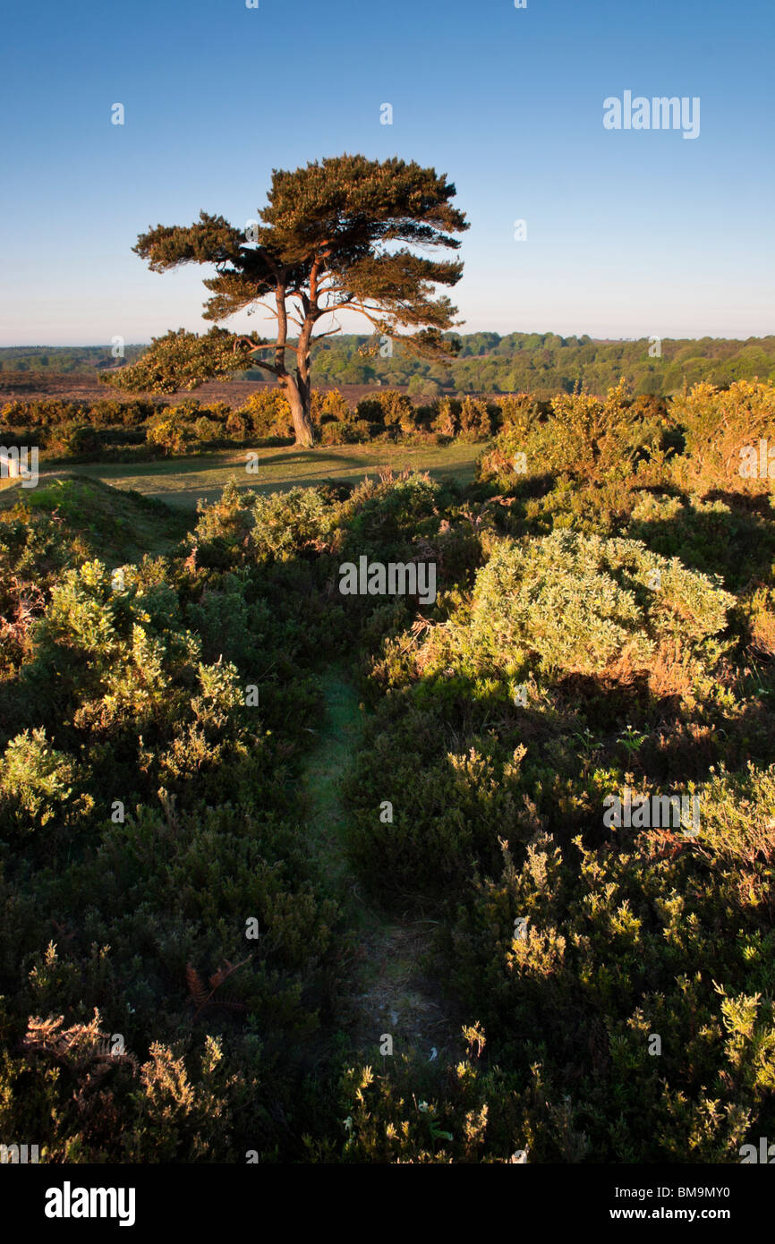 New forest scots pine hi-res stock photography and images - Alamy