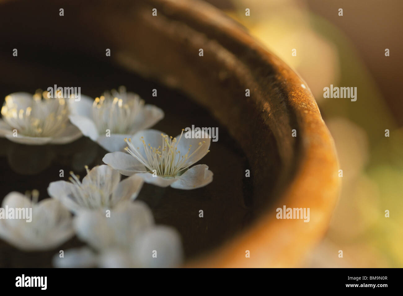 Floating Flowers in Bowl Stock Photo - Alamy
