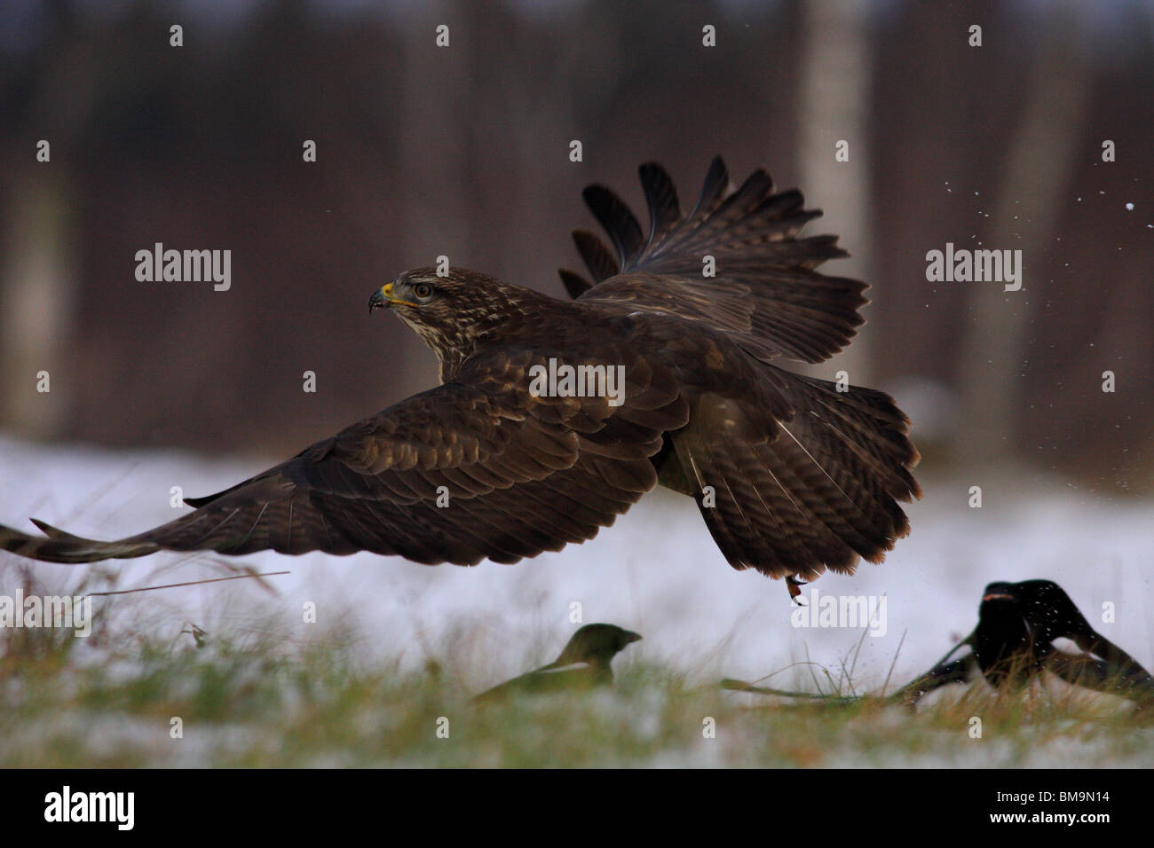 Buzzard with wings spread hi-res stock photography and images - Alamy