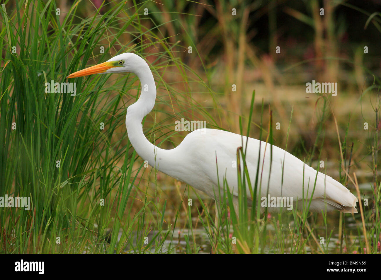 The largest egret hi-res stock photography and images - Alamy