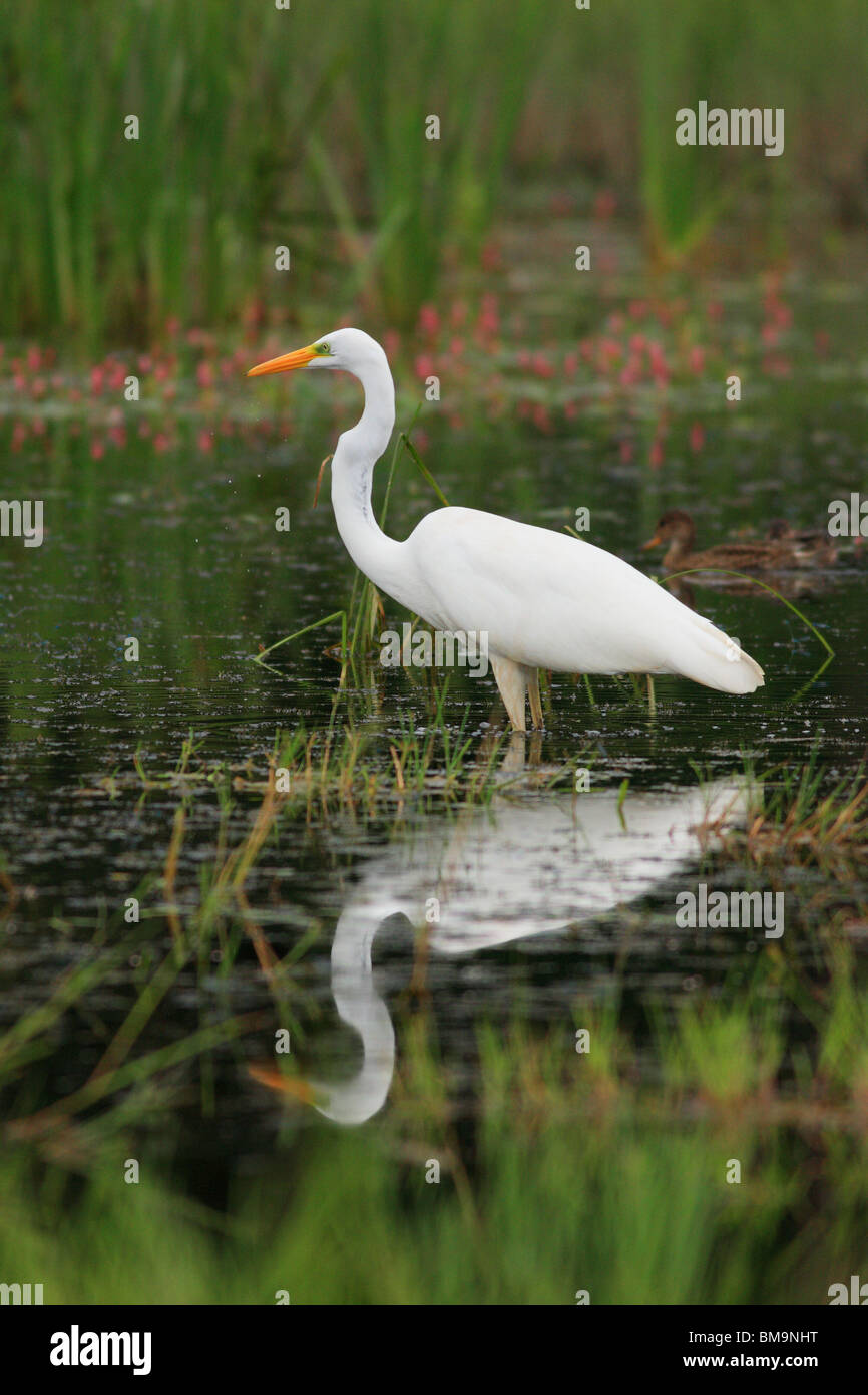 The largest egret hi-res stock photography and images - Alamy