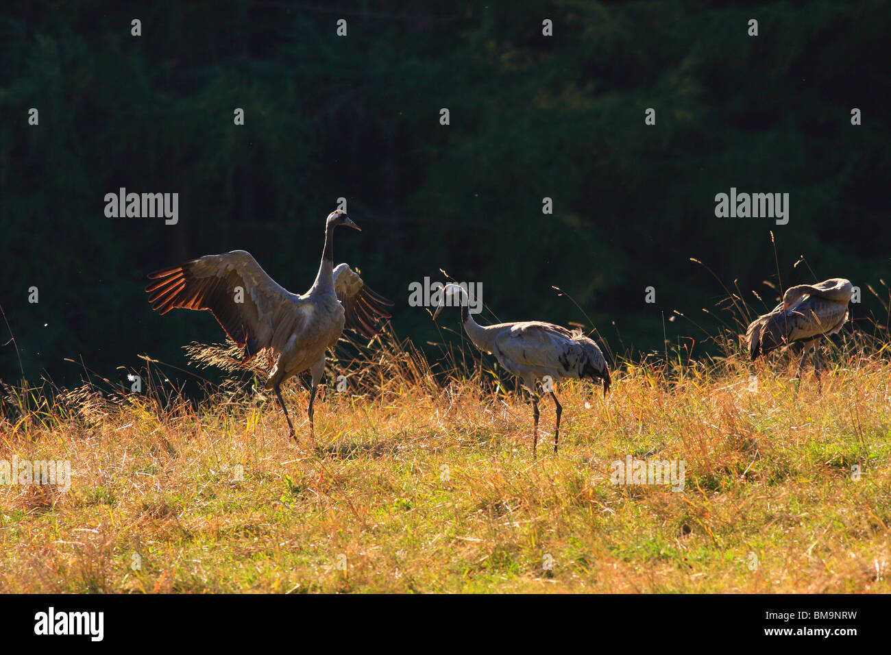 Grain cranes hi-res stock photography and images - Alamy