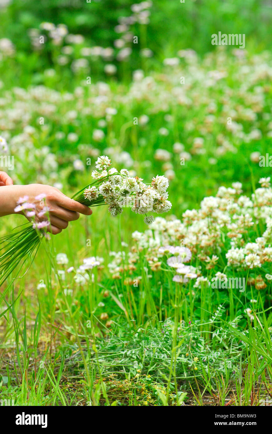 Woman hand picking clover hi-res stock photography and images - Alamy