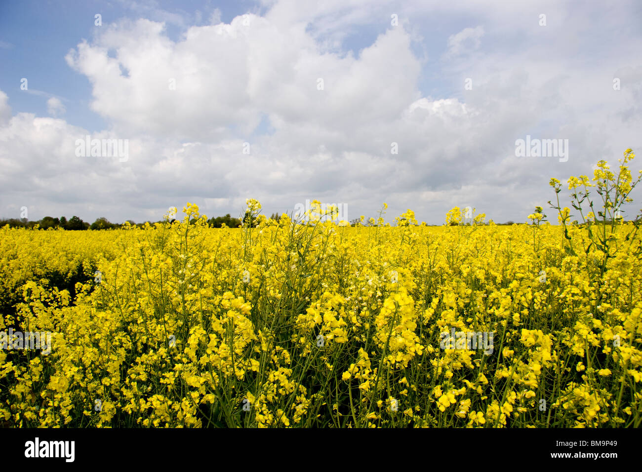 Field of oilseed rape or canola Stock Photo - Alamy