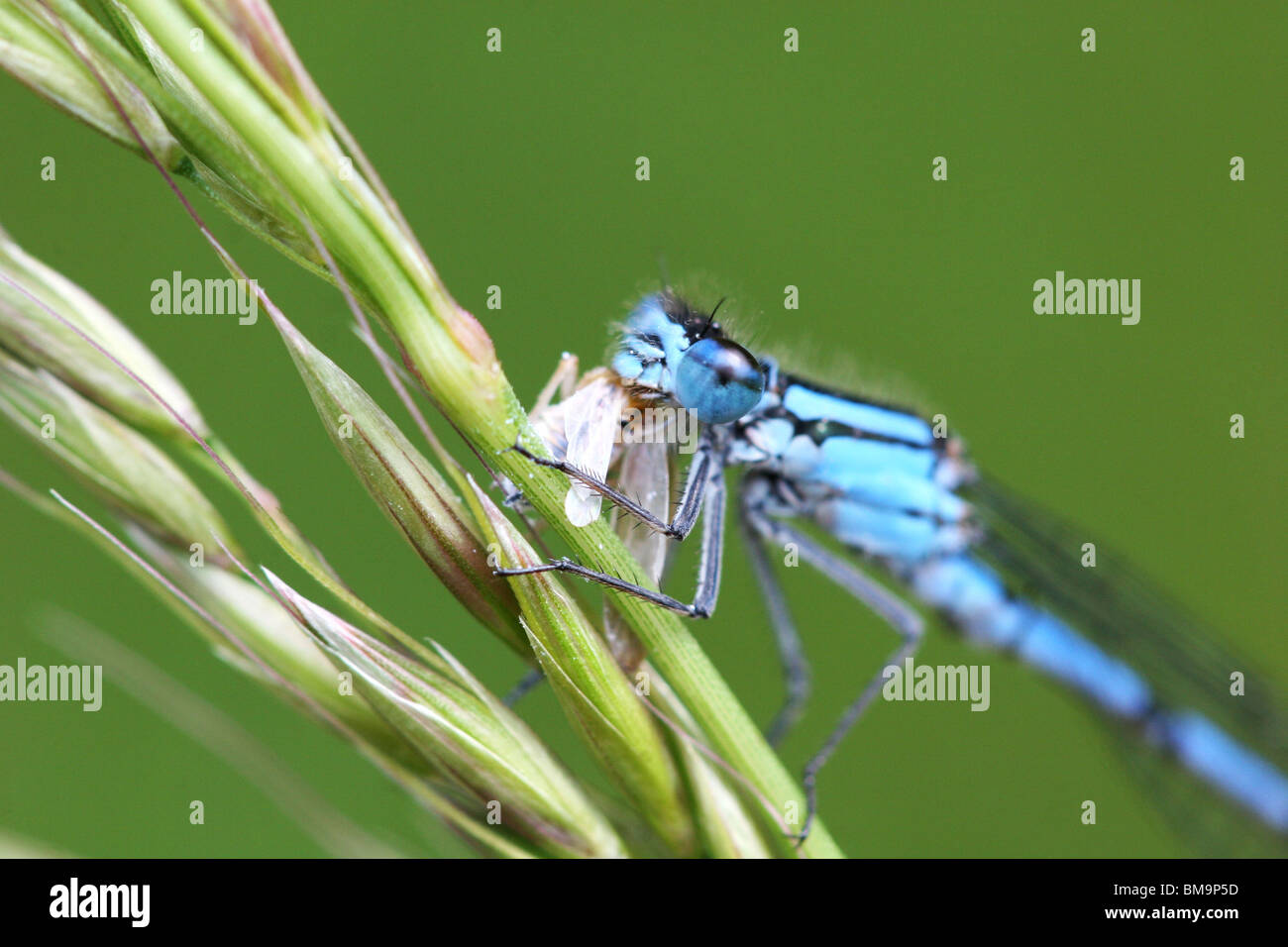 Azure damselfly eating another winged insect Stock Photo - Alamy