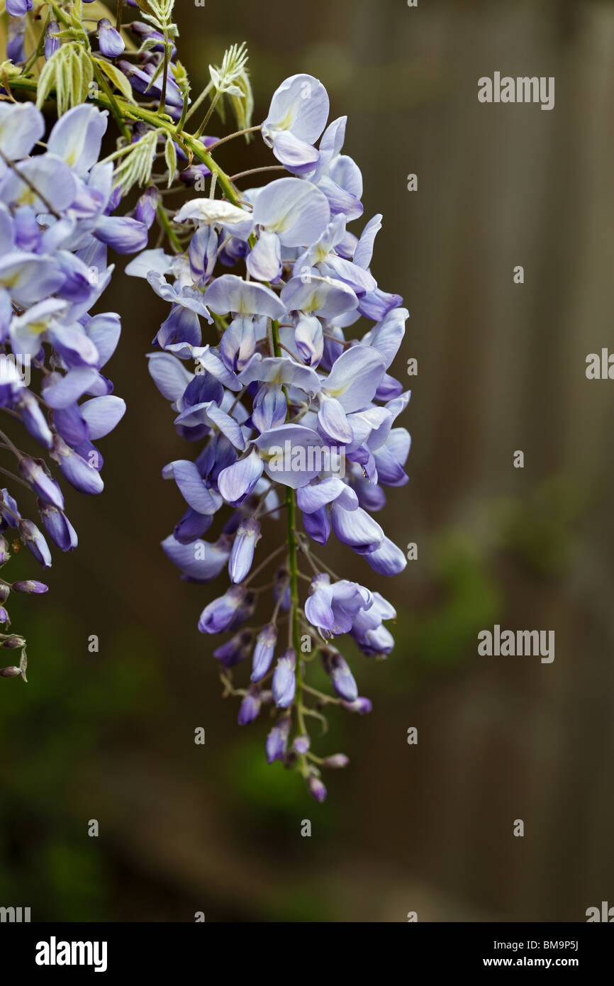 Wisteria sinensis hi-res stock photography and images - Alamy
