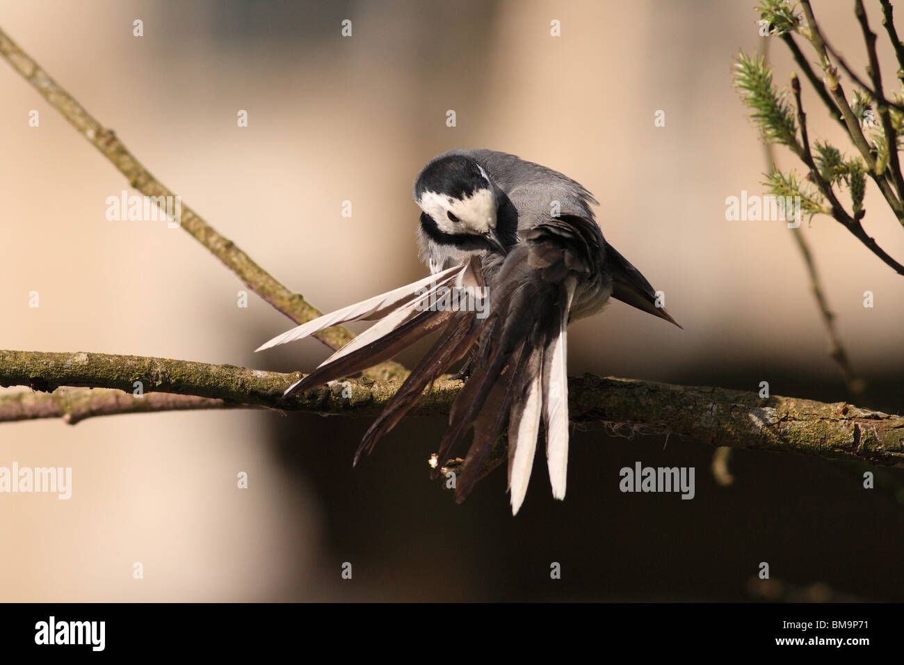 Wagtail flying hi-res stock photography and images - Alamy