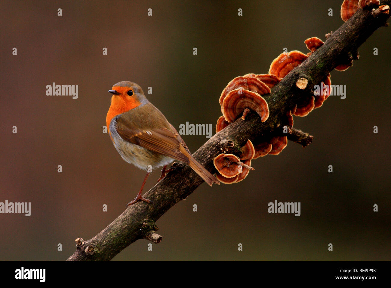 Robin parks and gardens hi-res stock photography and images - Alamy