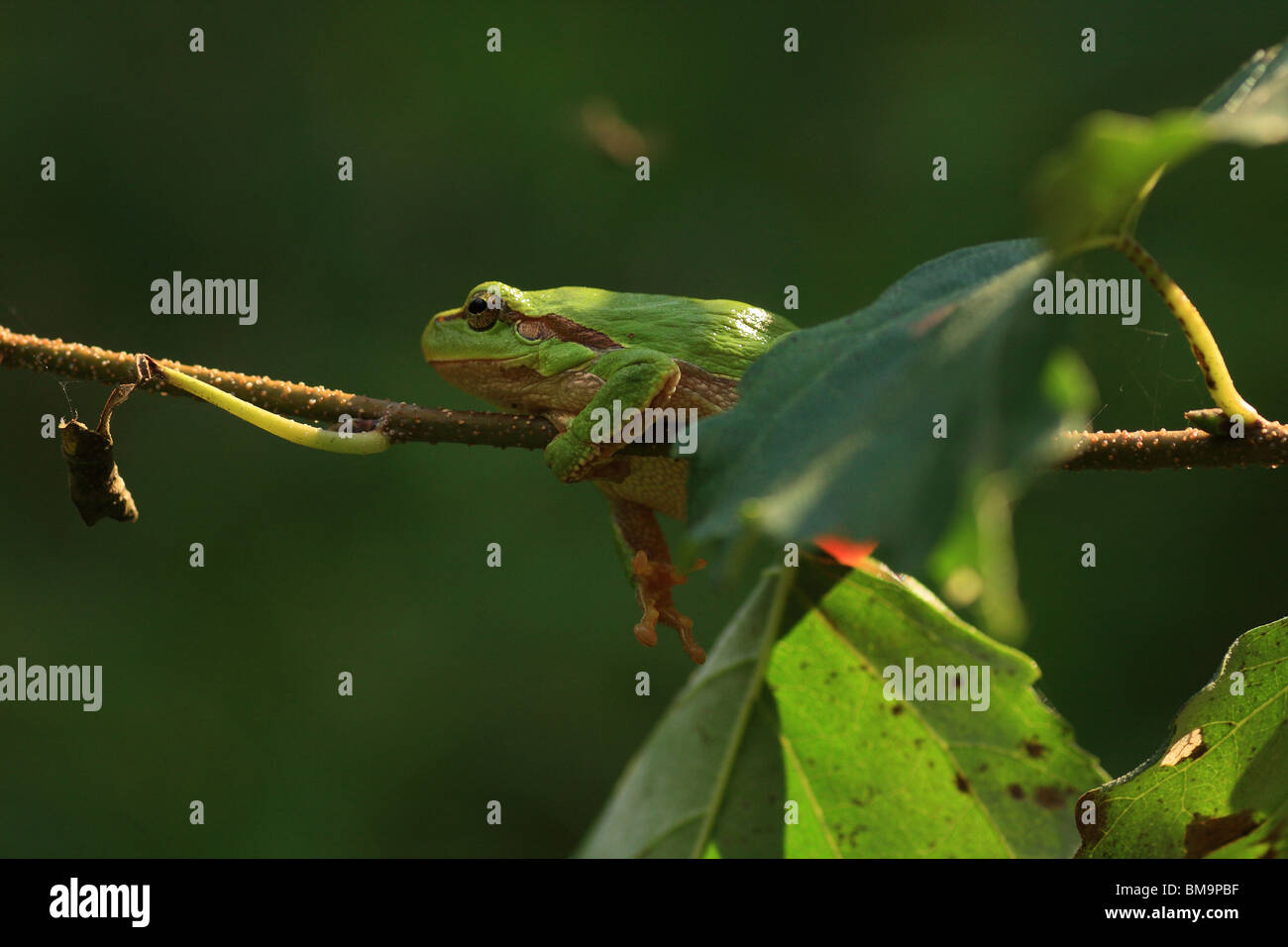 Frog insects hi-res stock photography and images - Alamy