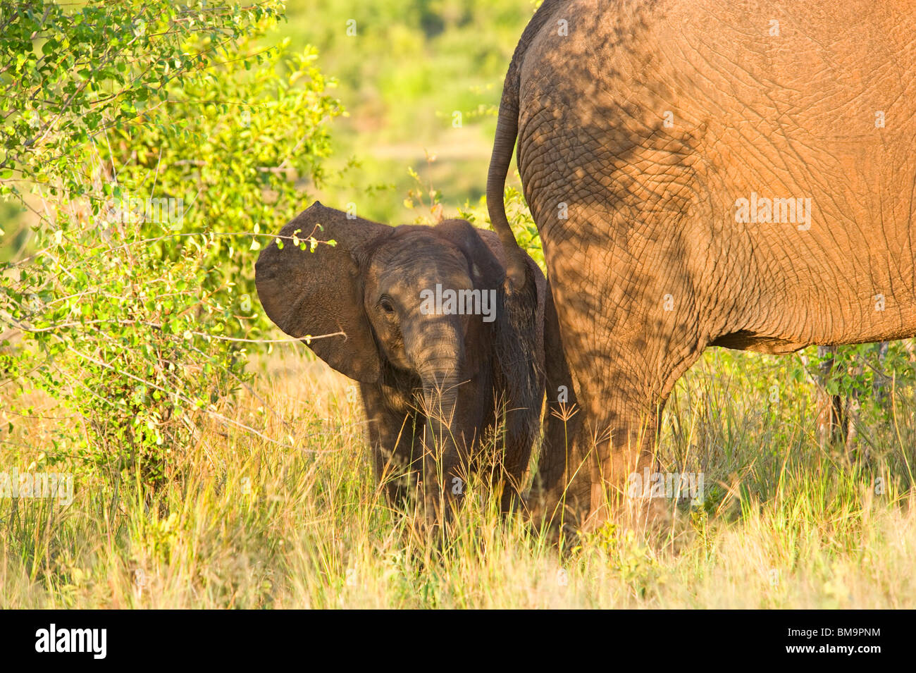 Baby elephant in mother' shadow Stock Photo - Alamy