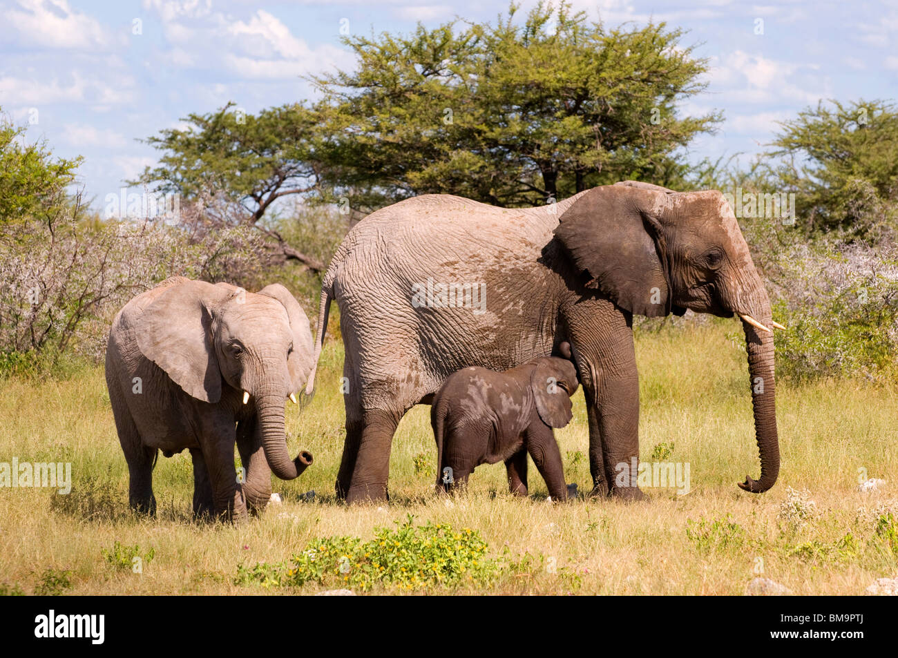 Baby elephant with mum hi-res stock photography and images - Alamy